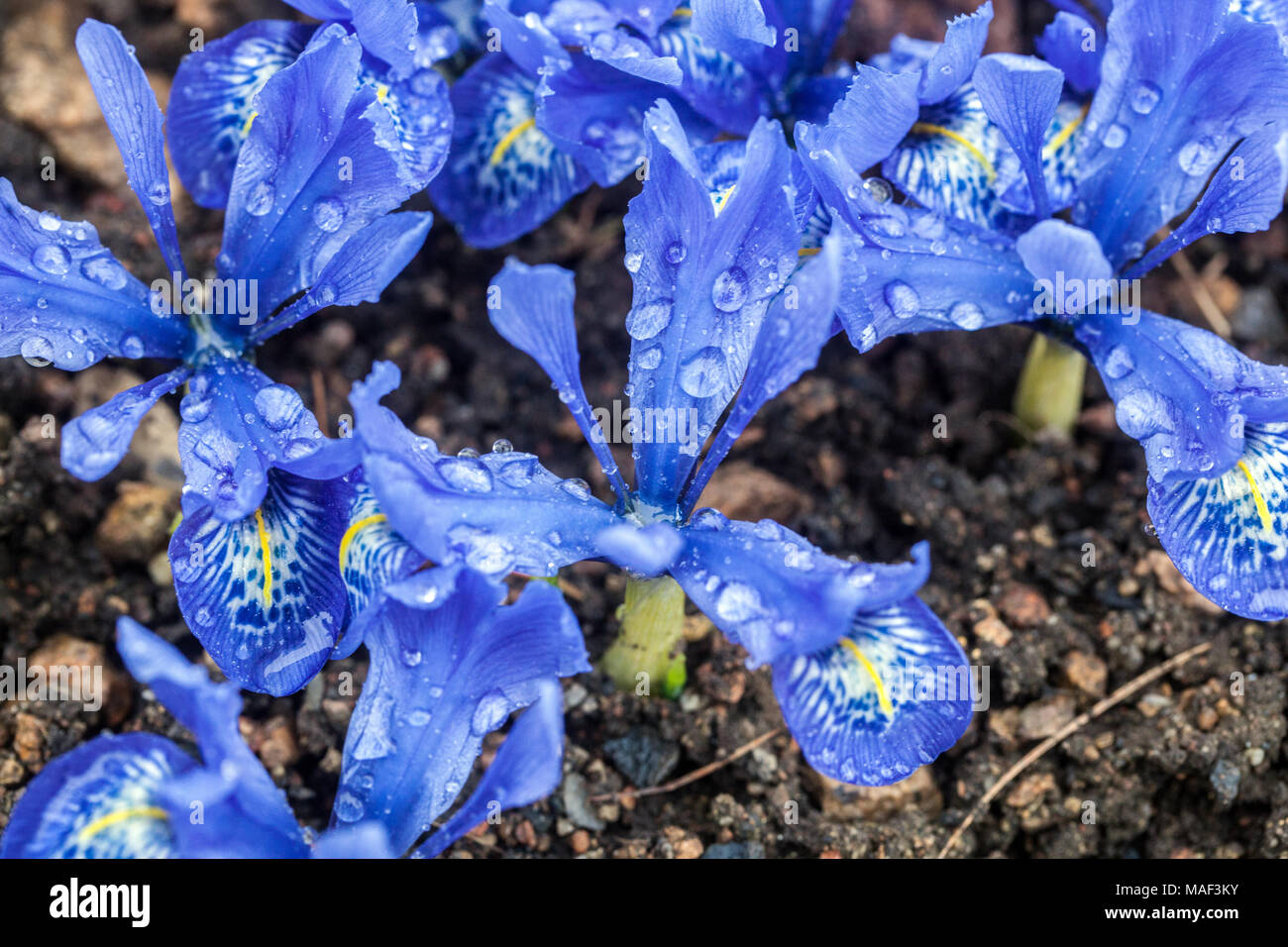 Stanley iris Banque de photographies et d’images à haute résolution - Alamy