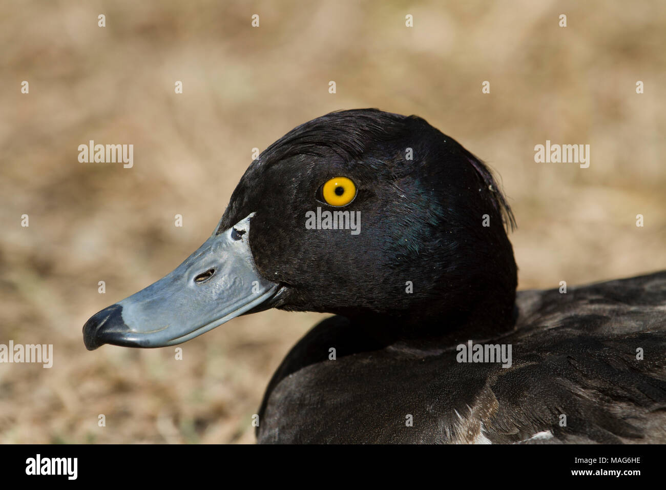 Canards barboteurs et plongeurs Banque de photographies et d’images à ...