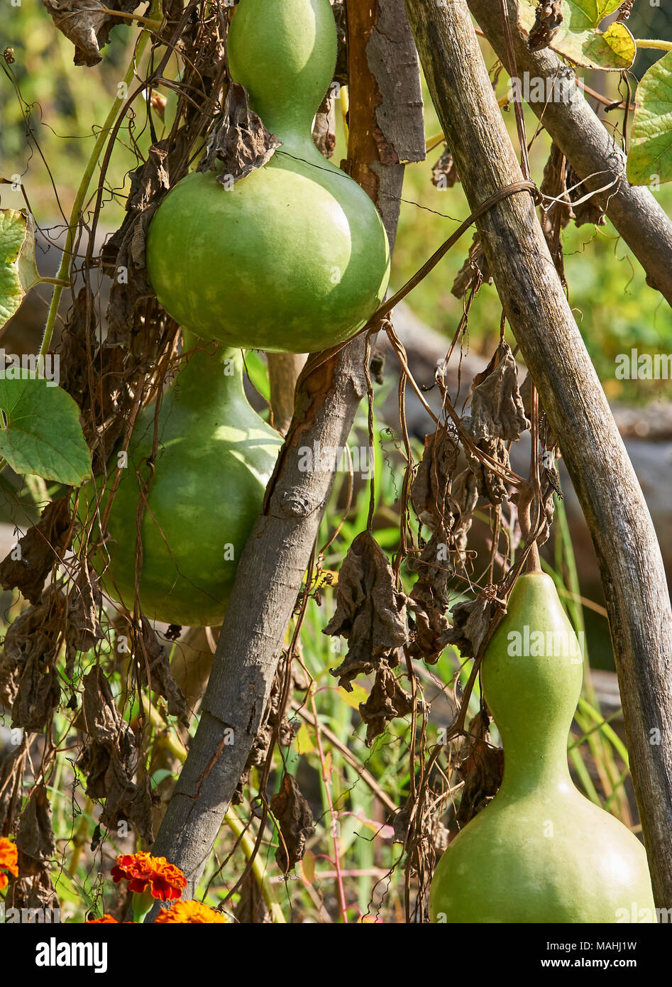 Lagenaria vine Banque de photographies et d’images à haute résolution - Alamy