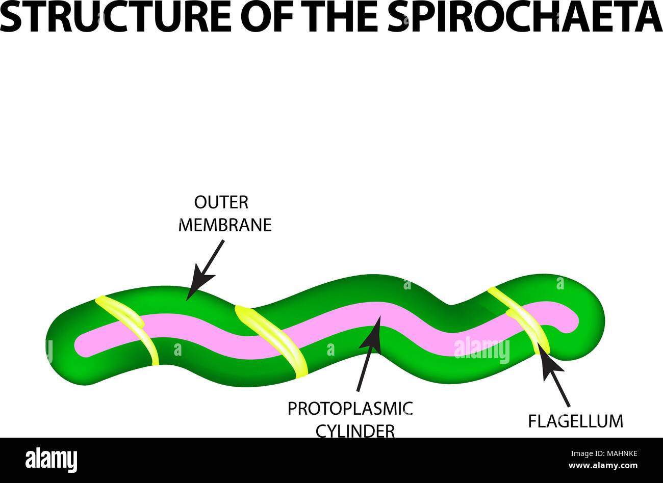 La structure des spirochètes treponema, pâle. L'agent causal de la ...