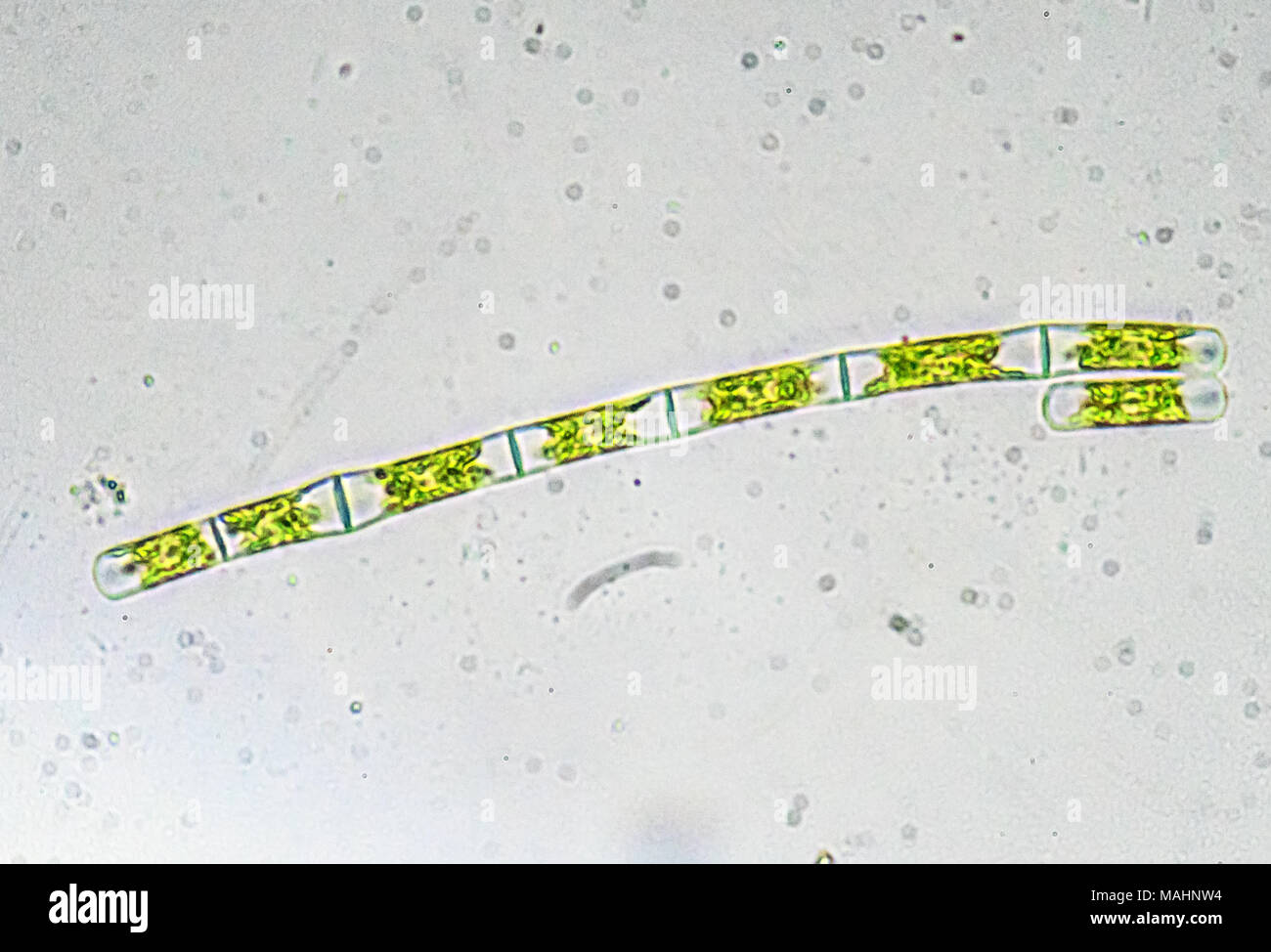 Microscopy microscope pattern Banque de photographies et d’images à ...