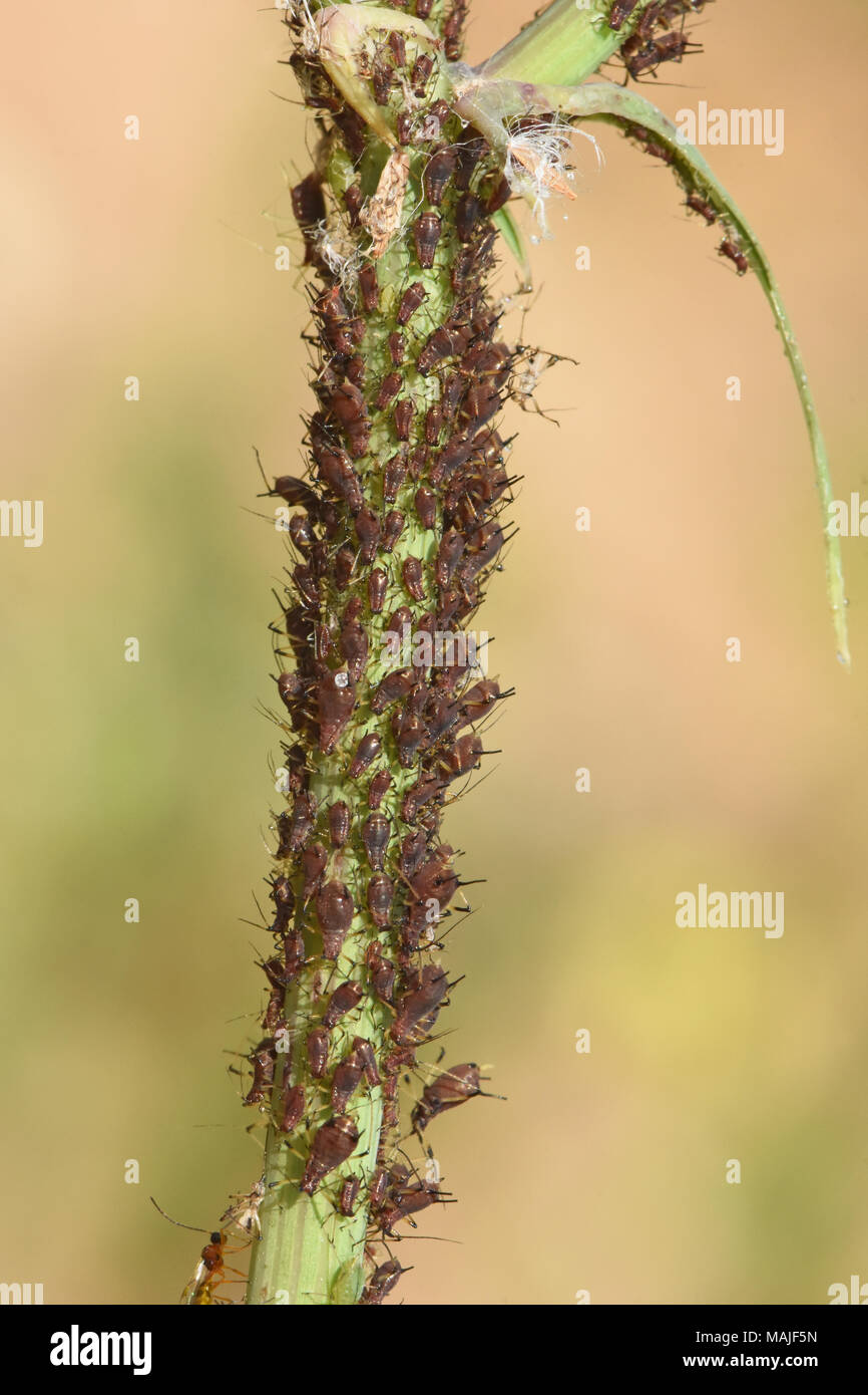 Parasite de pucerons Banque de photographies et d’images à haute ...