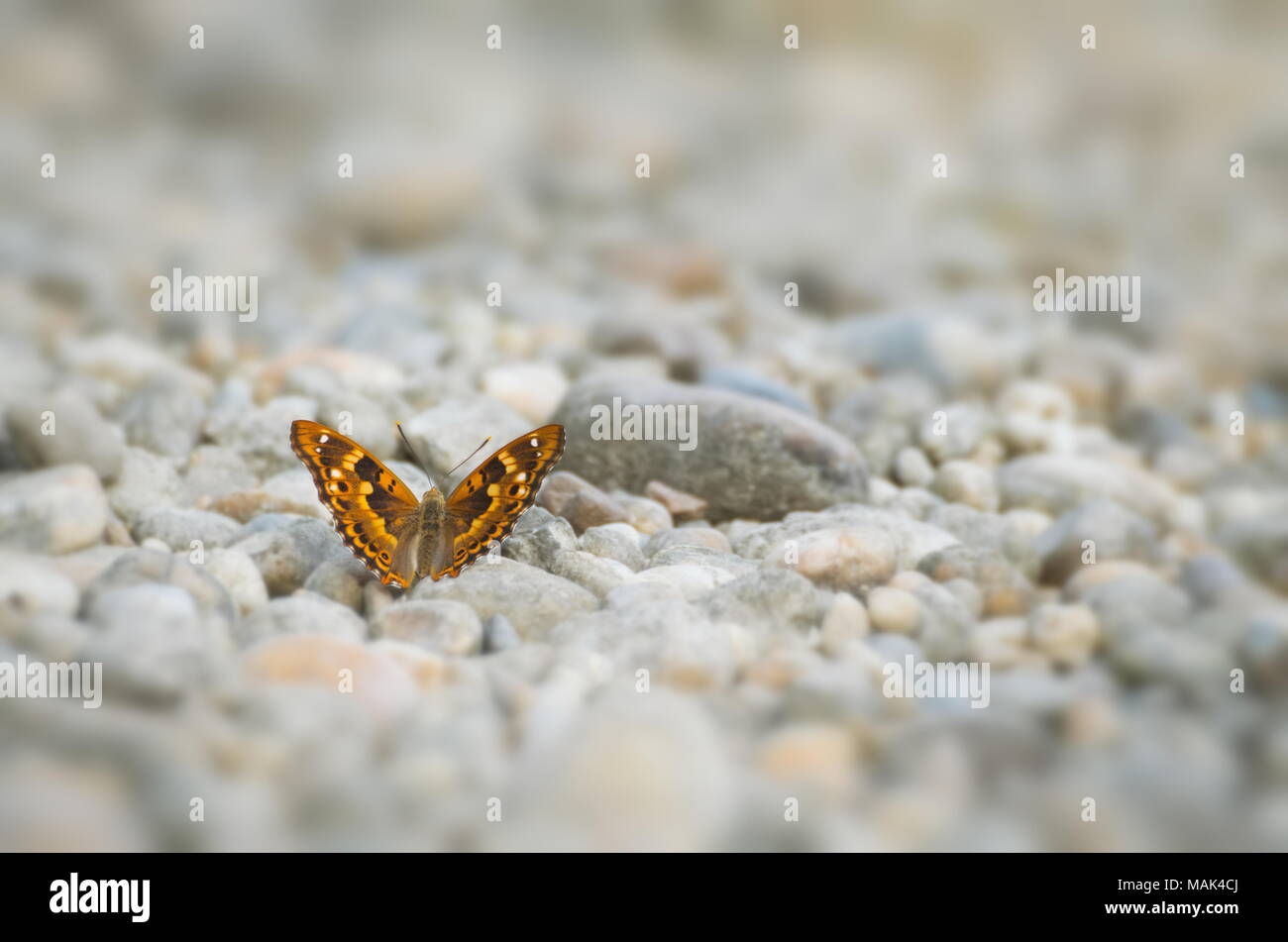 Cailloux violet Banque de photographies et d’images à haute résolution ...