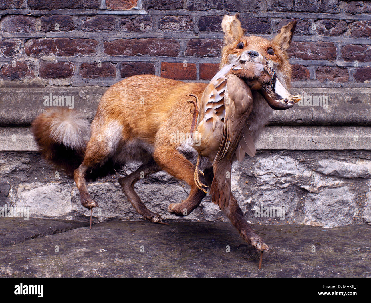 Renard galeux Banque de photographies et d’images à haute résolution ...