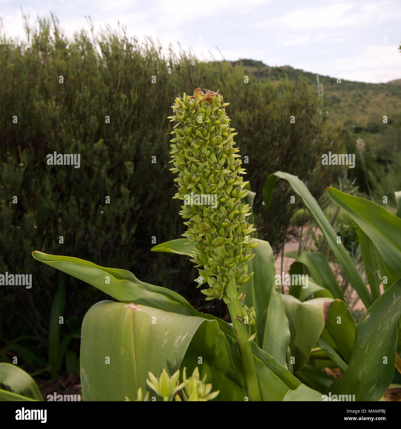 Eucomis pallidiflora Ananas géant, Fleur d'Ananas géant Lily ...