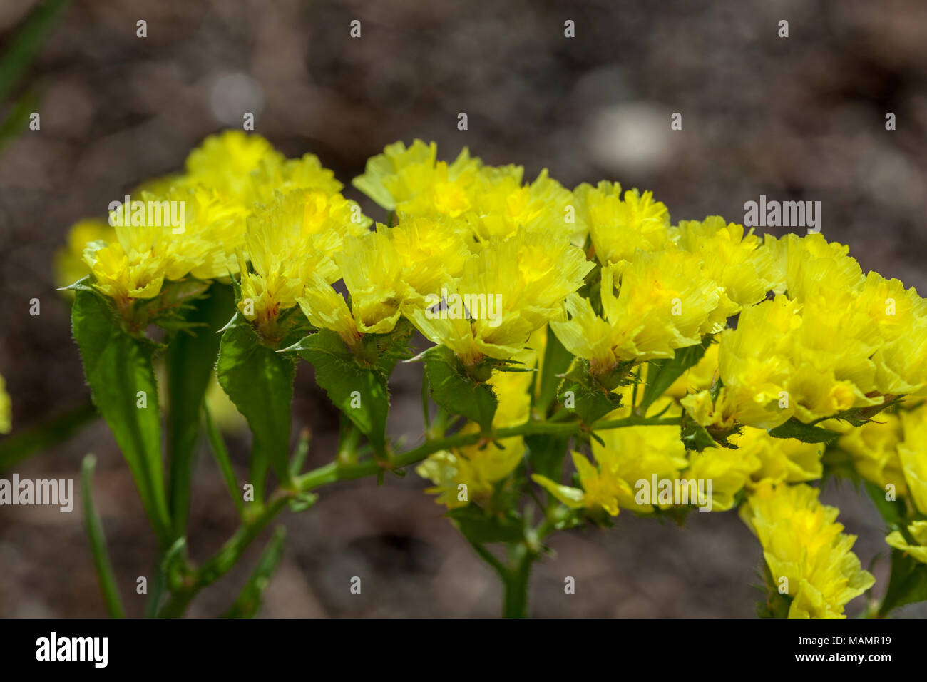 Limonium sinuatum Banque de photographies et d’images à haute ...