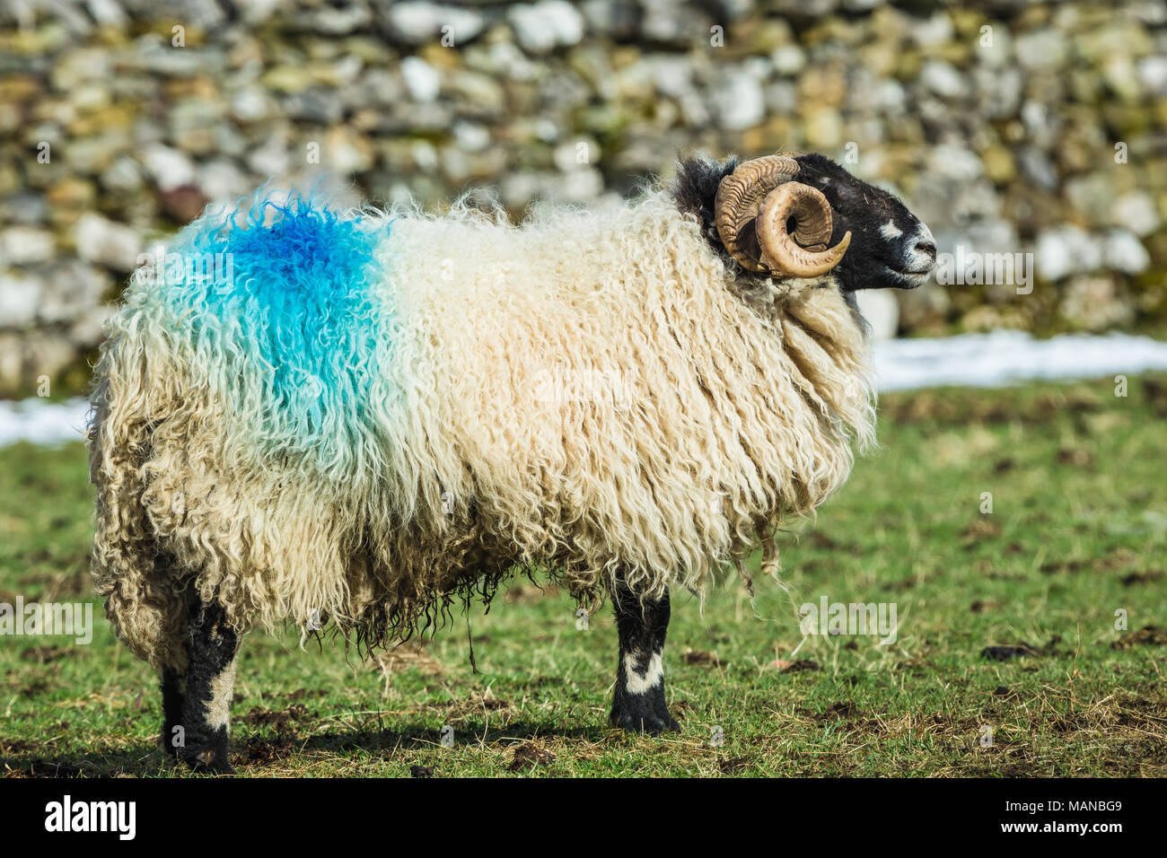 Mouton male Banque de photographies et d’images à haute résolution - Alamy