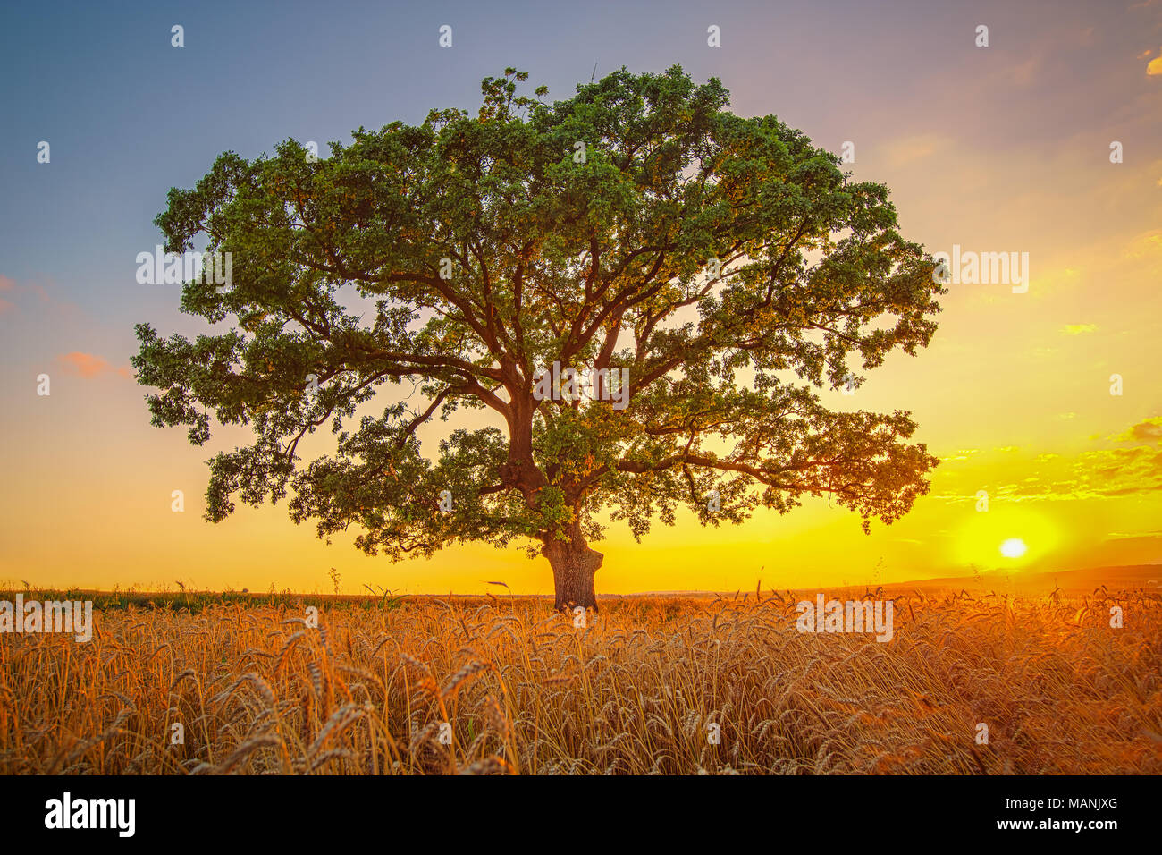 Arbre vert solitaire Banque de photographies et d’images à haute ...