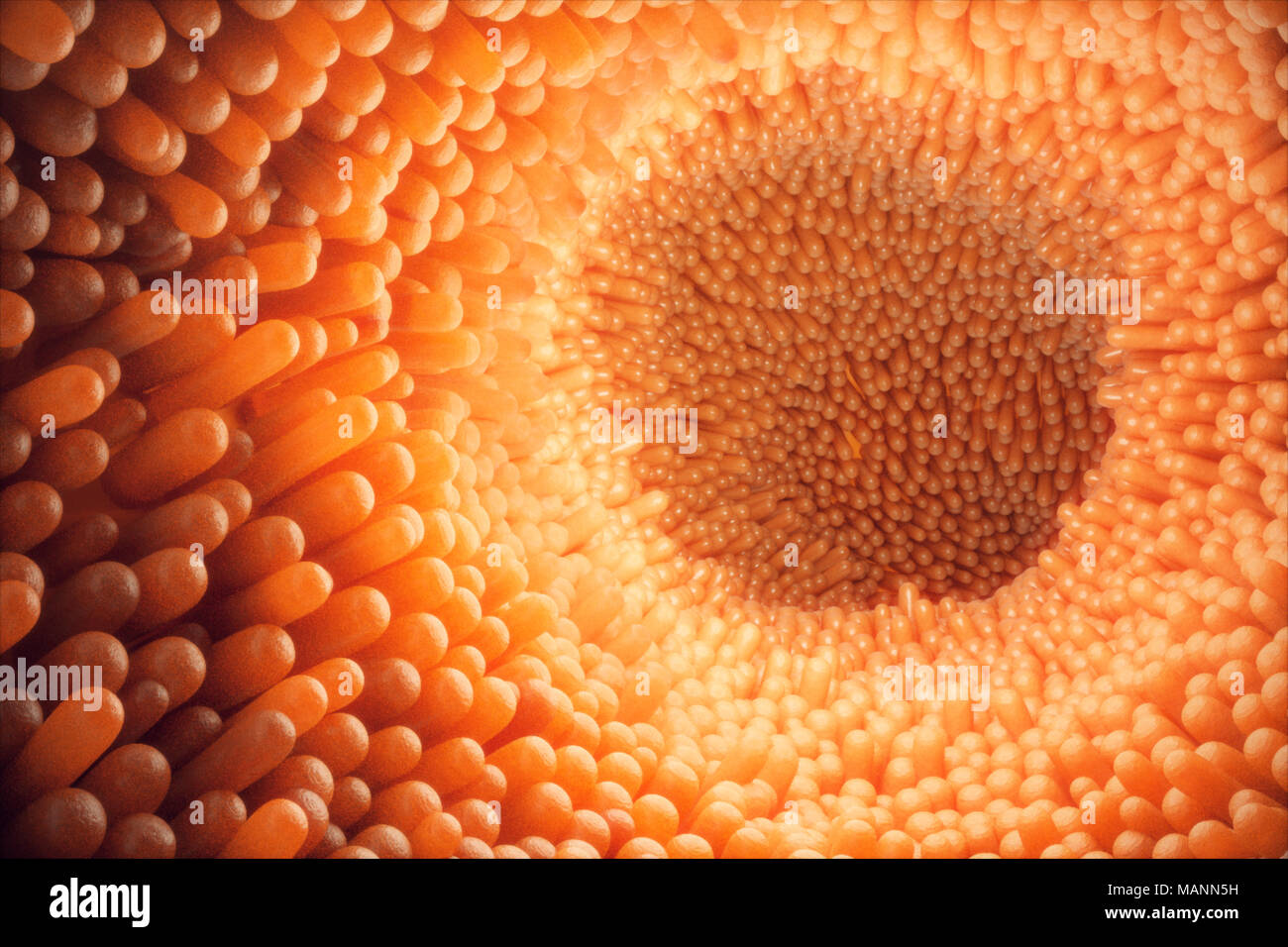 3D illustration close-up villosités intestinales. Doublure de l ...