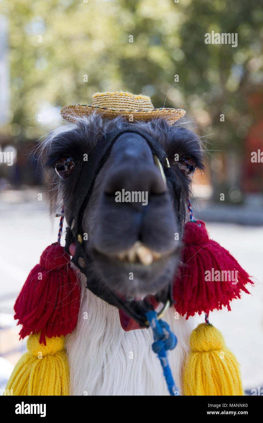 Chile traditional dress Banque de photographies et d’images à haute ...