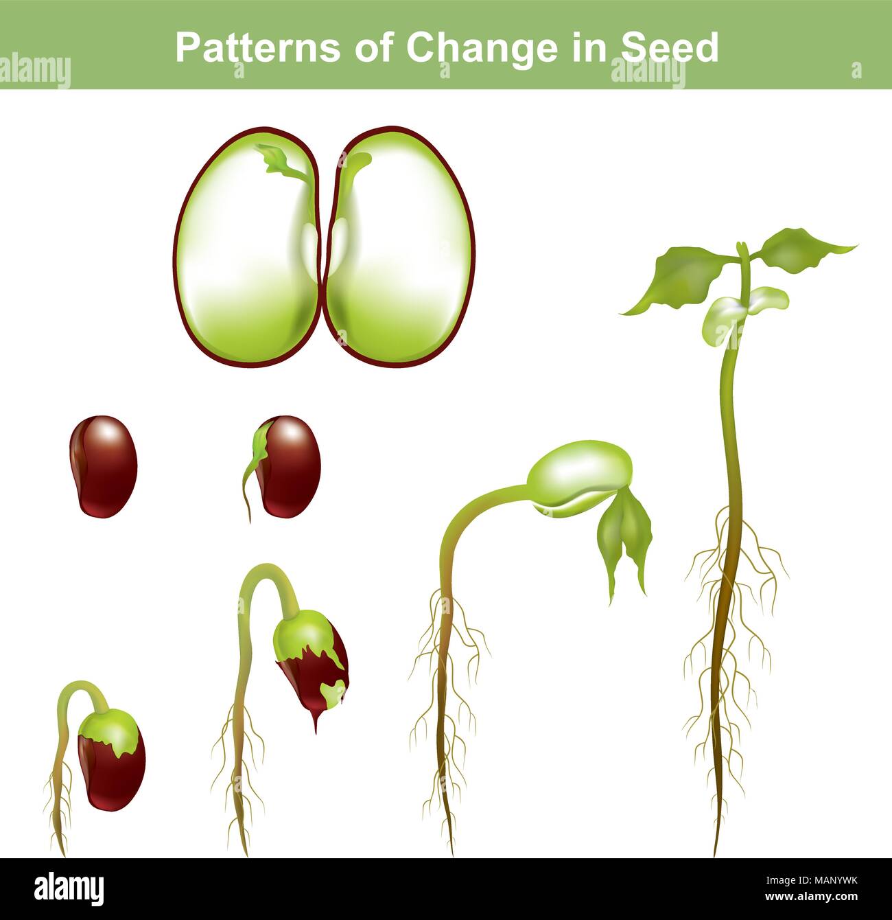 La germination est le processus par lequel une plante pousse à partir d ...