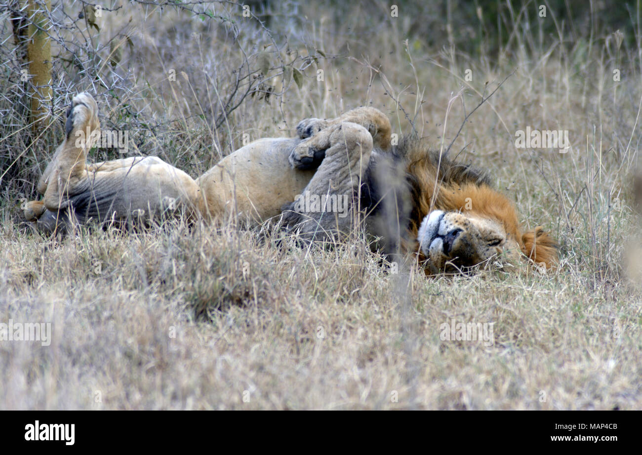 Accouplement des animaux lion Banque de photographies et d’images à ...