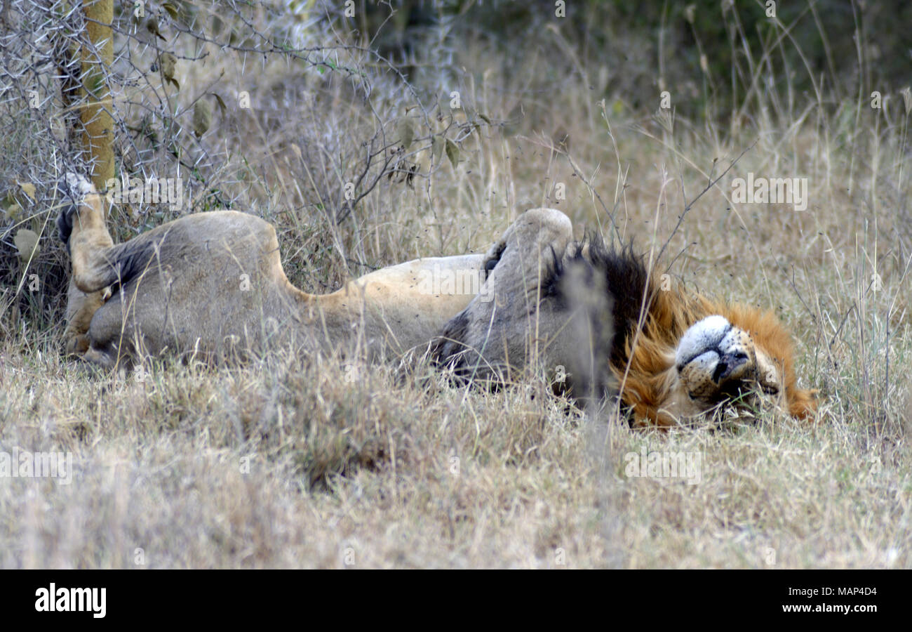 Accouplement des animaux lion Banque de photographies et d’images à ...