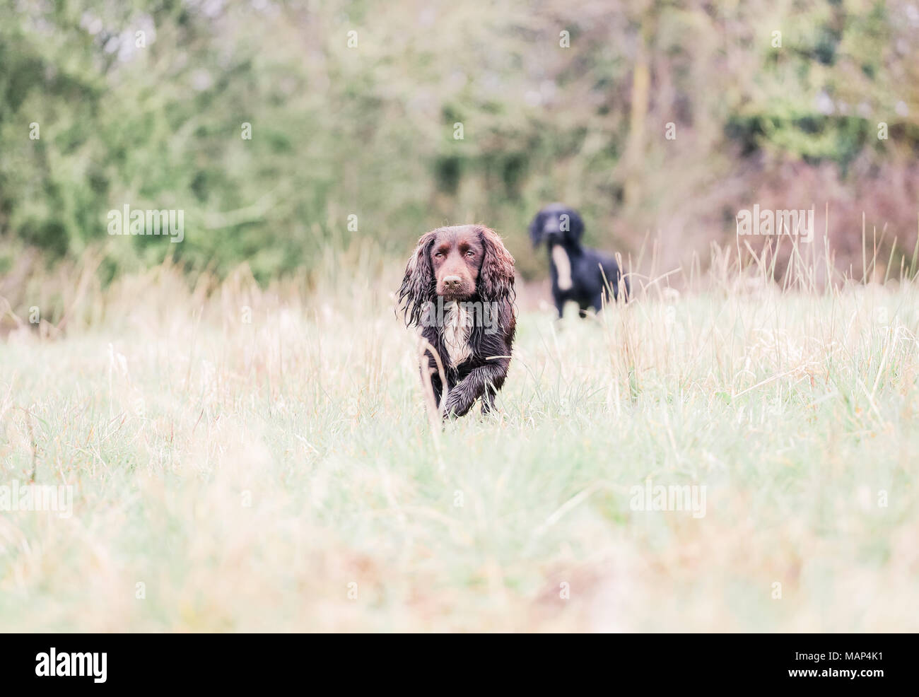 Chien de chasse stagiaire Banque de photographies et d’images à haute ...
