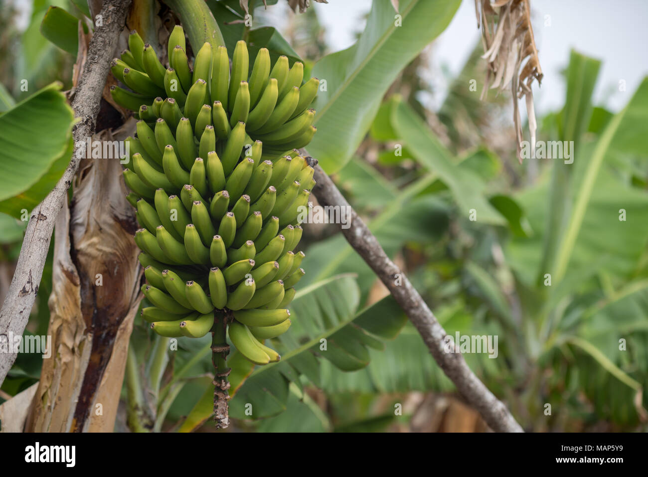 árbol fruta Banque de photographies et d’images à haute résolution - Alamy