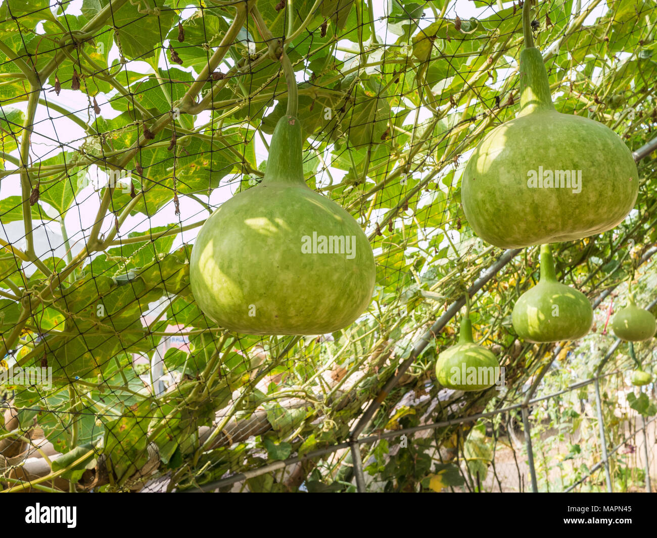 Plante de gourde de bouteille Banque de photographies et d’images à ...