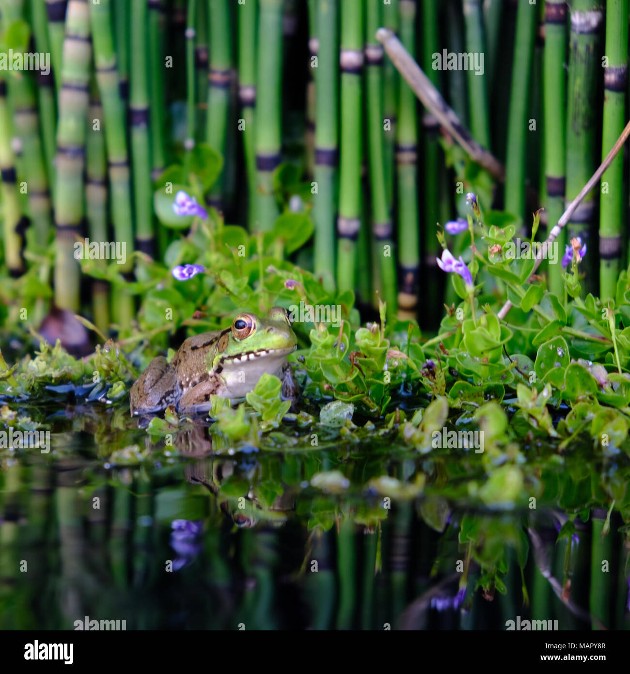Grenouille Dans Leau Avec Des Roseaux Banque De Photographies Et Dimages à Haute Résolution