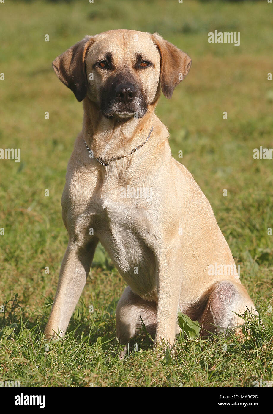 Kangal dog Banque de photographies et d’images à haute résolution - Alamy