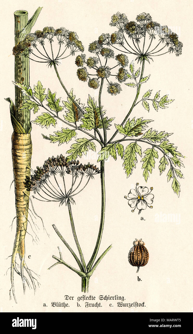 Cigue tachetee ou grande cigue Banque de photographies et d’images à ...