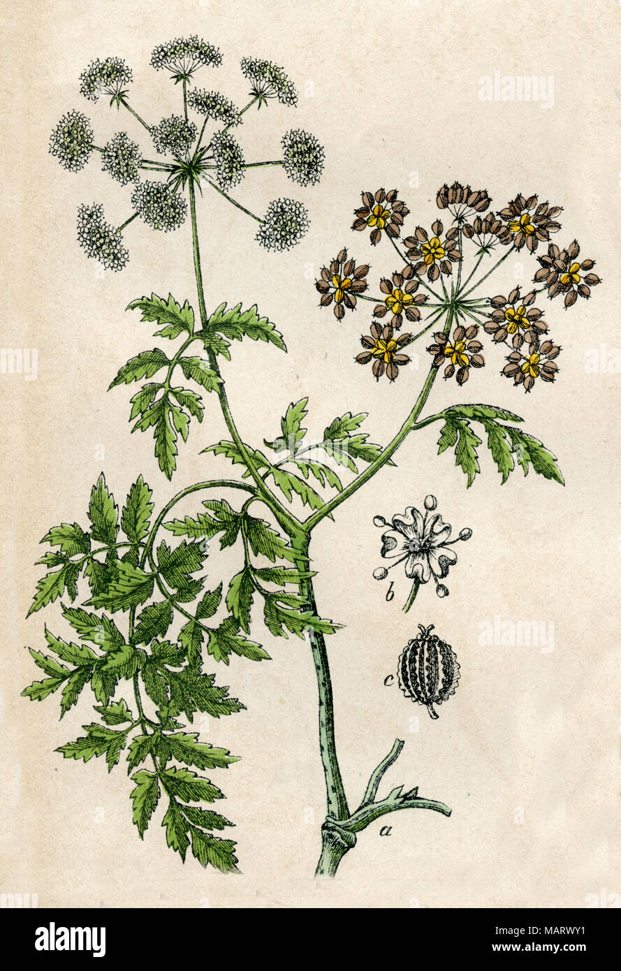 Cigue tachetee ou grande cigue Banque de photographies et d’images à ...