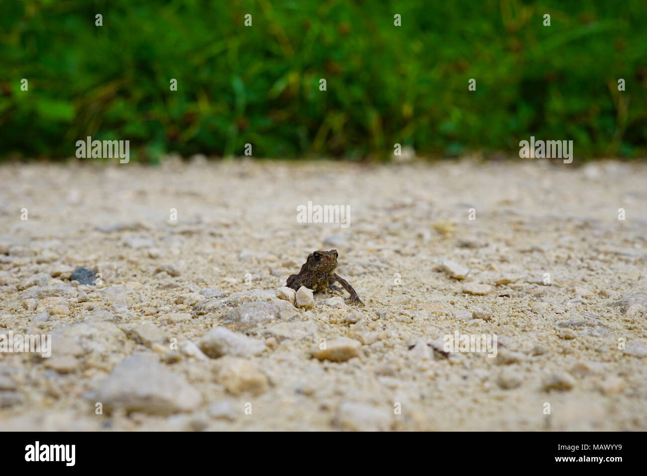 Petite grenouille mignonne Banque de photographies et d’images à haute ...