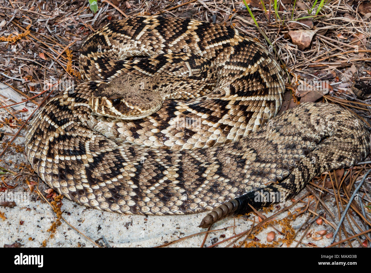 Eastern diamondback rattlesnake Banque de photographies et d’images à ...