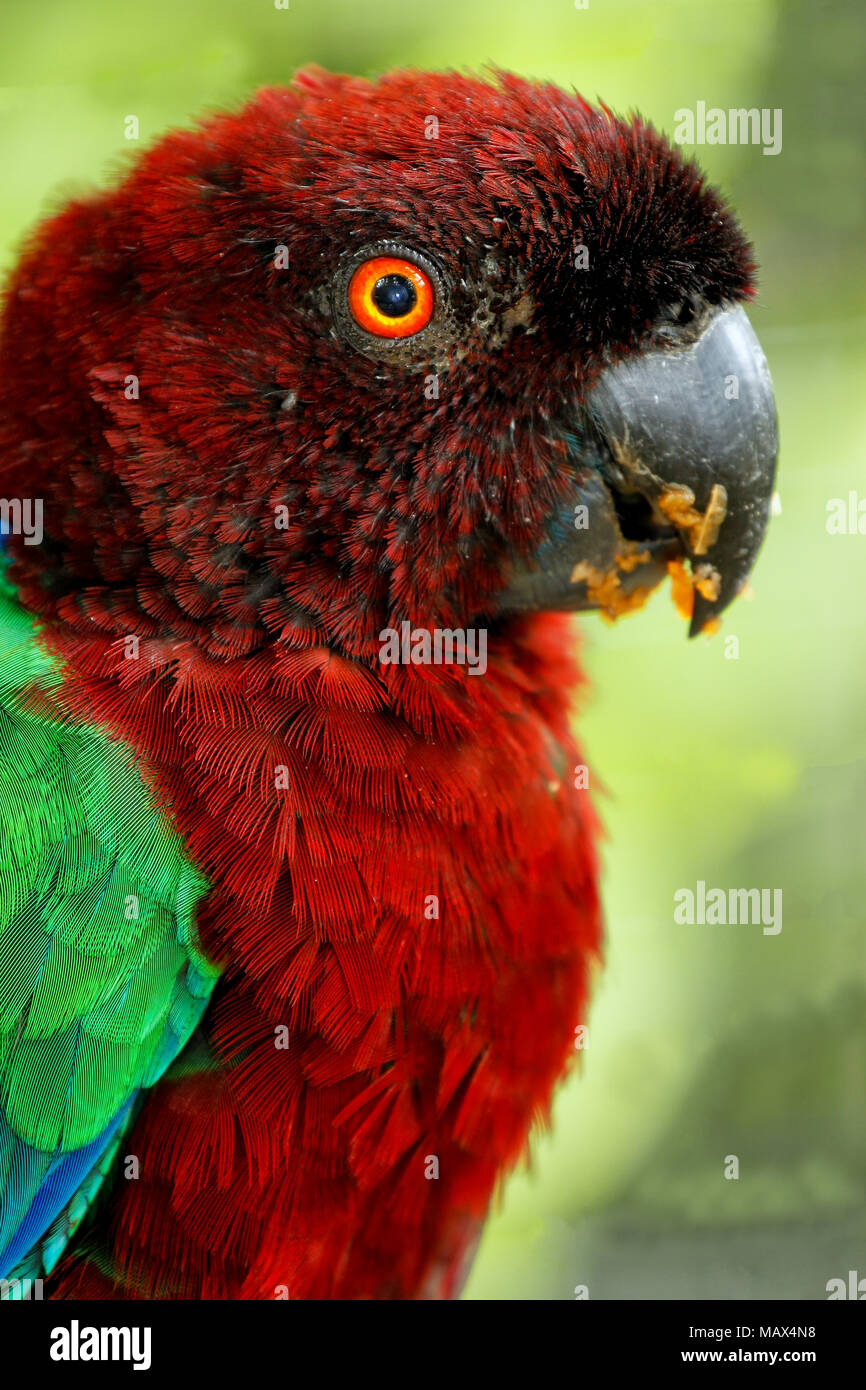 Perroquet rouge et bleu Banque de photographies et d’images à haute ...