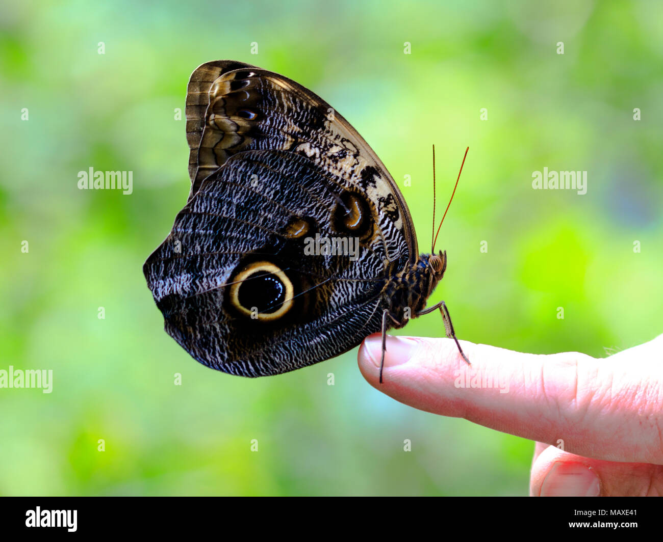 Grand papillon Banque de photographies et d’images à haute résolution ...