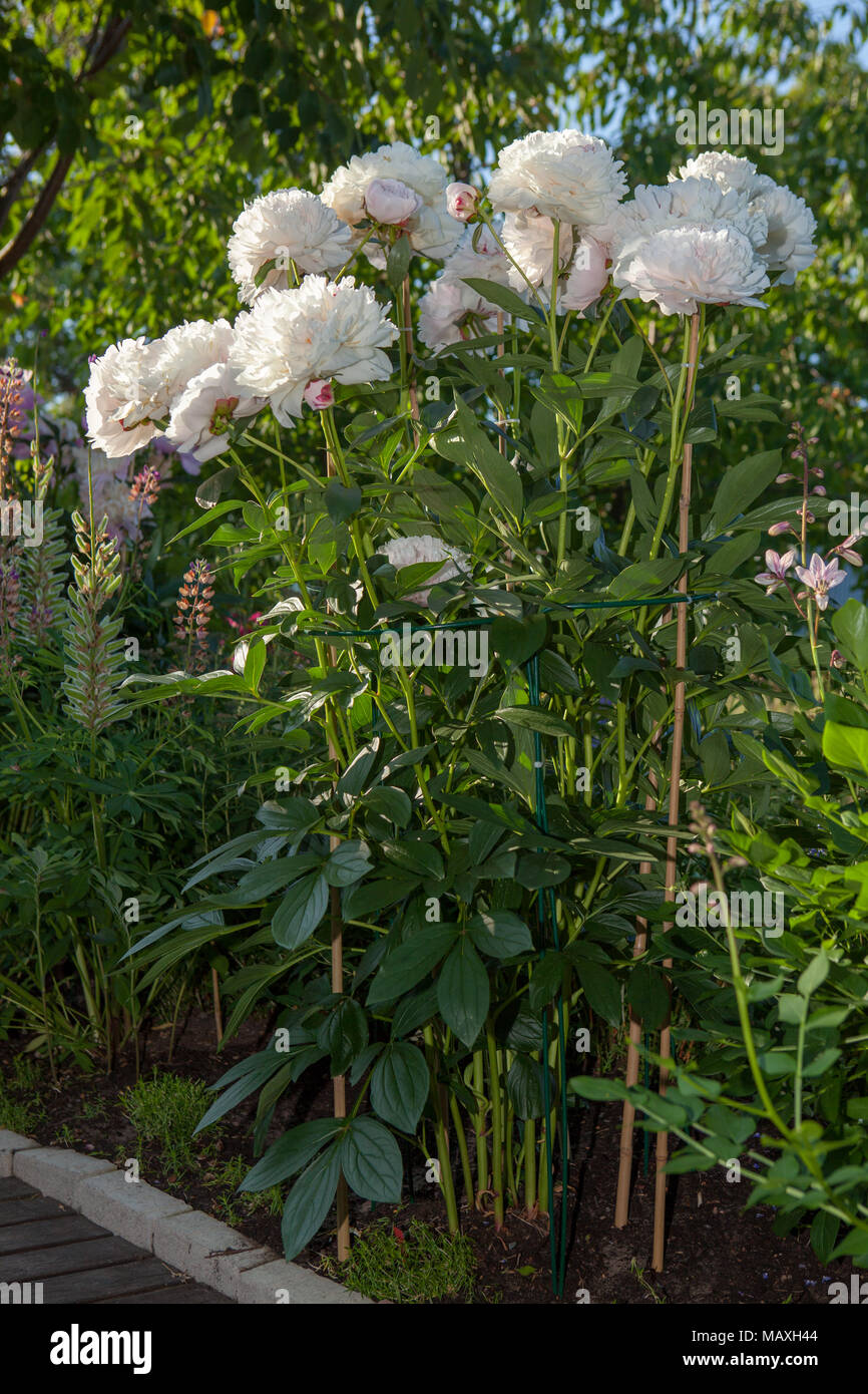 Jardin commun pivoine festiva maxima Banque de photographies et d ...