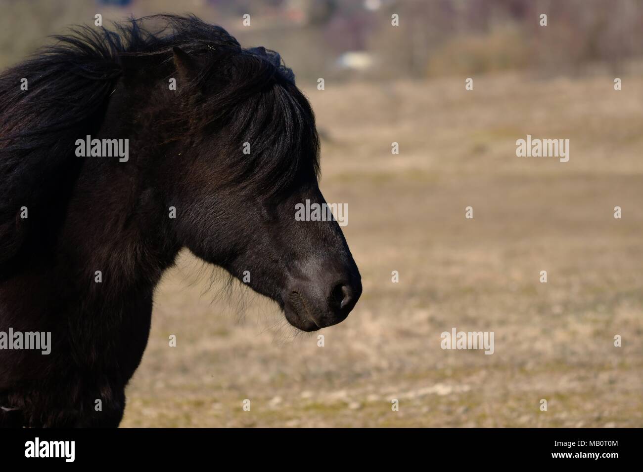 Cheval noir sauvage Banque de photographies et d’images à haute ...