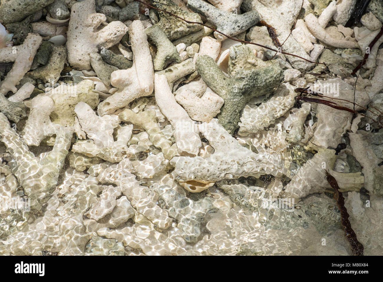 Corail mort Banque de photographies et d’images à haute résolution - Alamy