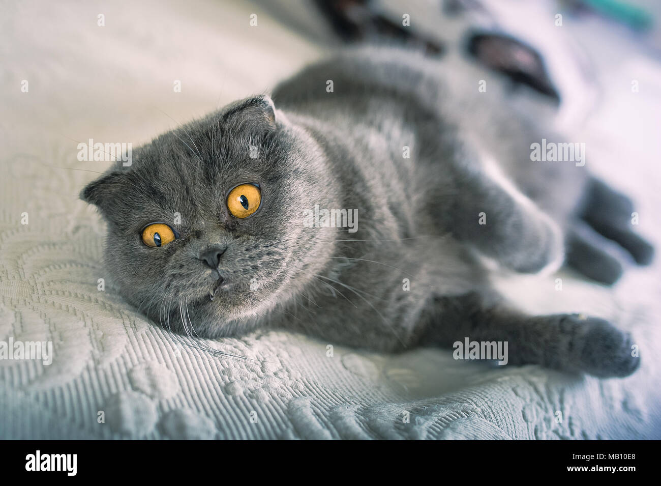 Chat idiot Banque de photographies et d’images à haute résolution - Alamy