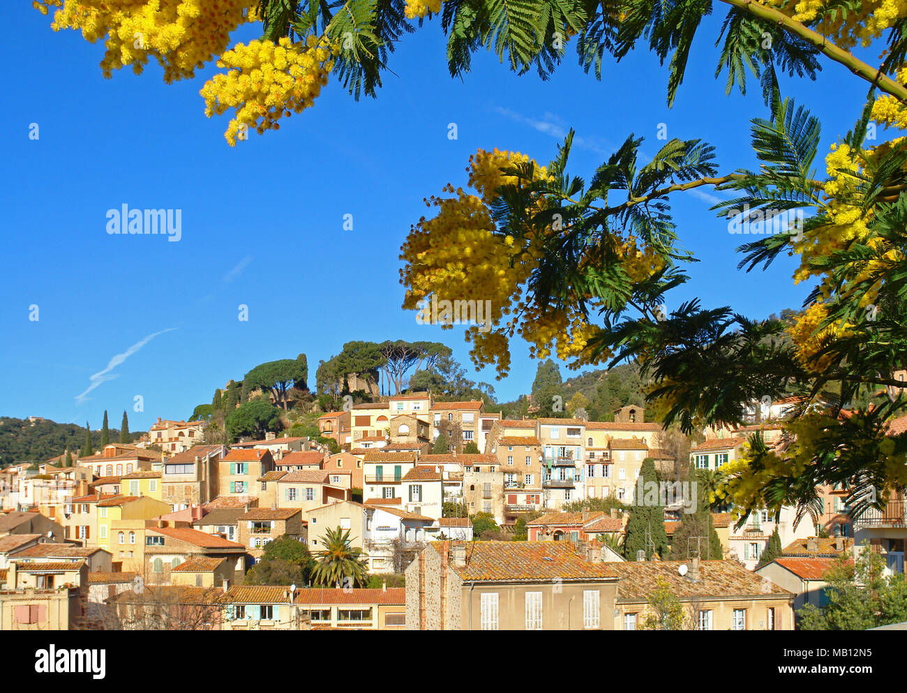 Bormes les mimosas Banque de photographies et d’images à haute résolution - Alamy