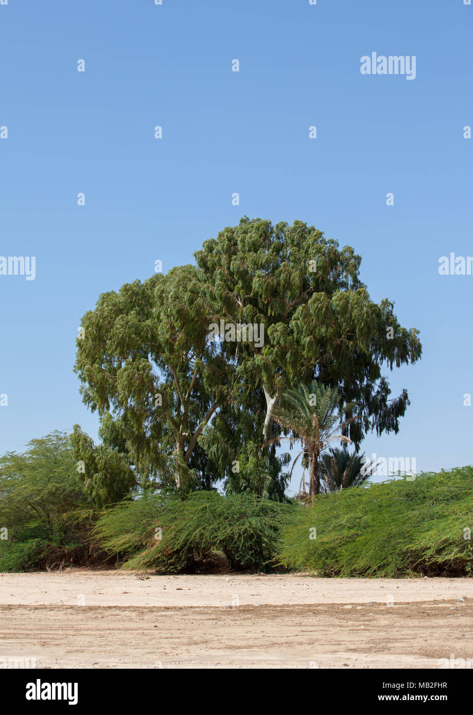 Somaliland somalia africa horn of africa vertical hargeisa Banque de ...