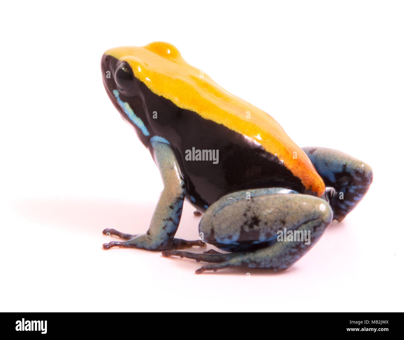 Petite grenouille Mantella expectata tropicales, de la forêt tropicale ...