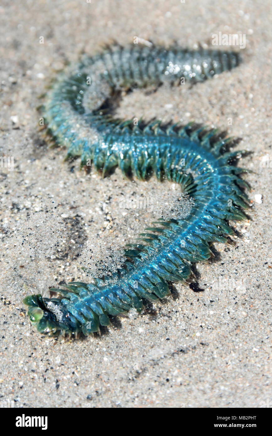 Marine worm Banque de photographies et d’images à haute résolution - Alamy