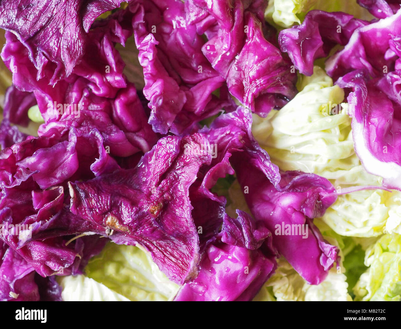Le rouge et le vert chou (Brassica oleracea) légumes de l'alimentation ...