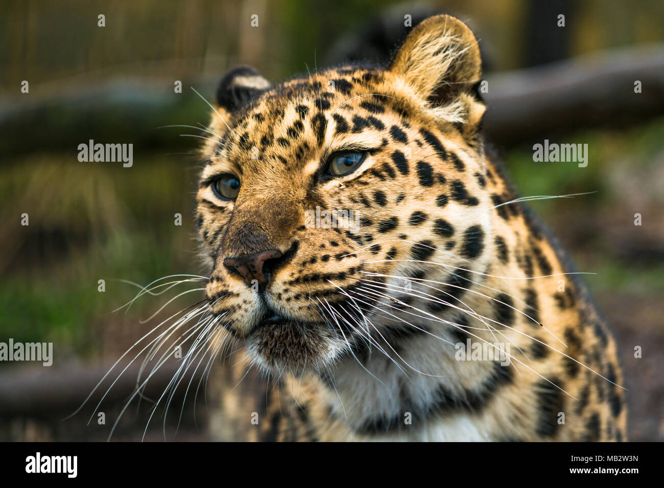 Amur Leopard (Panthera pardus orientalis), un léopard sous-espèces ...