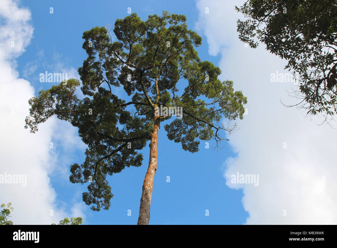 Arbre durian Banque de photographies et d’images à haute résolution - Alamy
