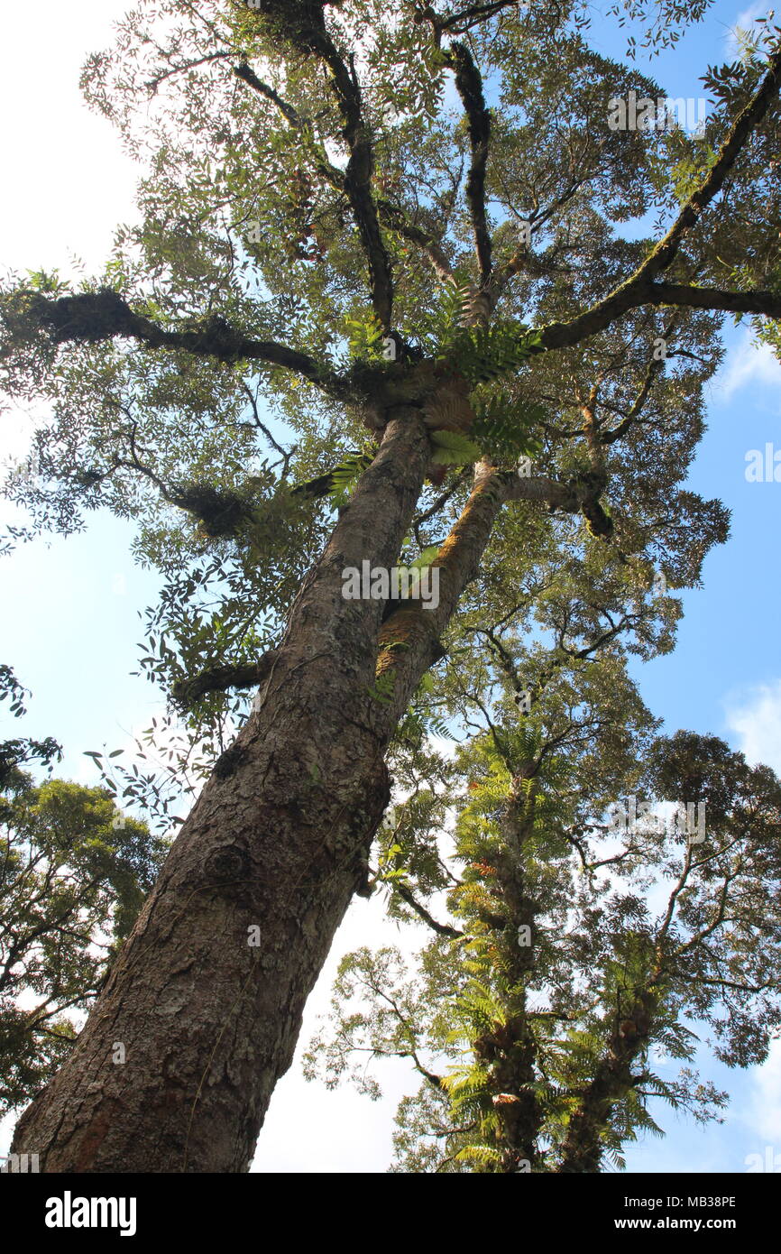 Arbre durian Banque de photographies et d’images à haute résolution - Alamy