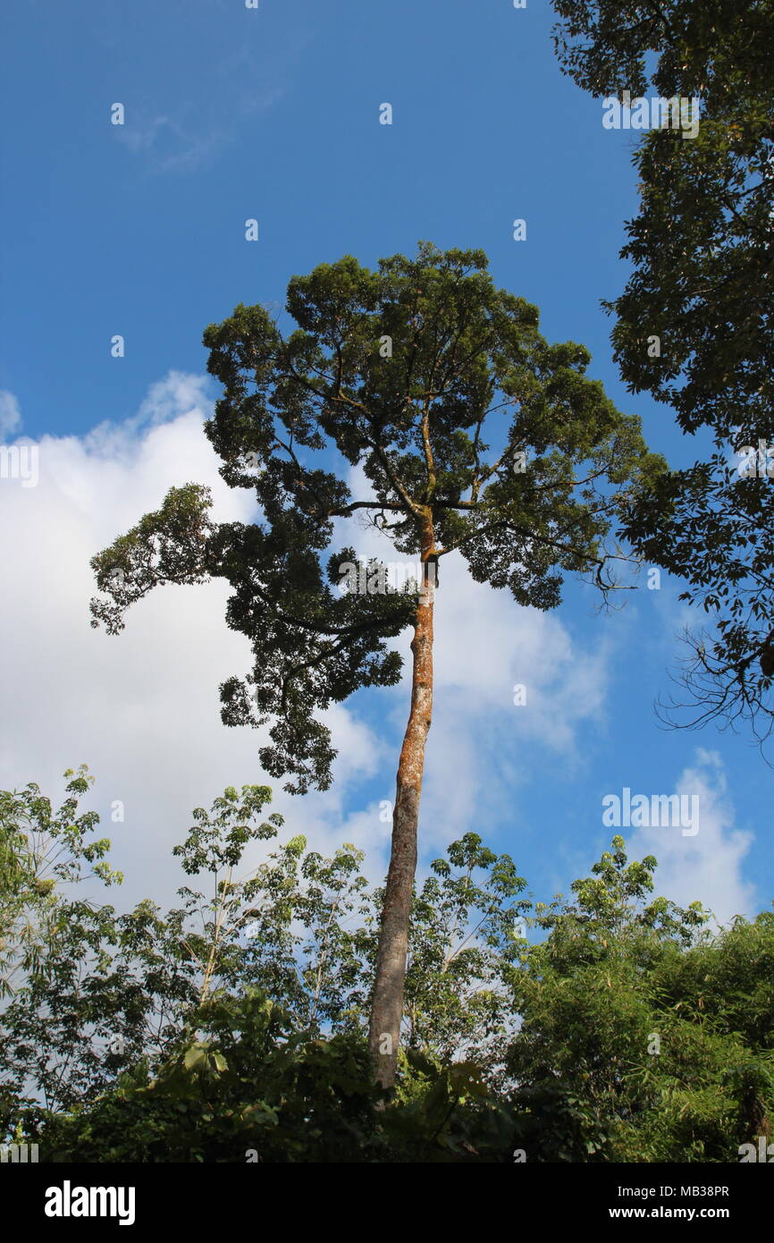 Arbre durian Banque de photographies et d’images à haute résolution - Alamy