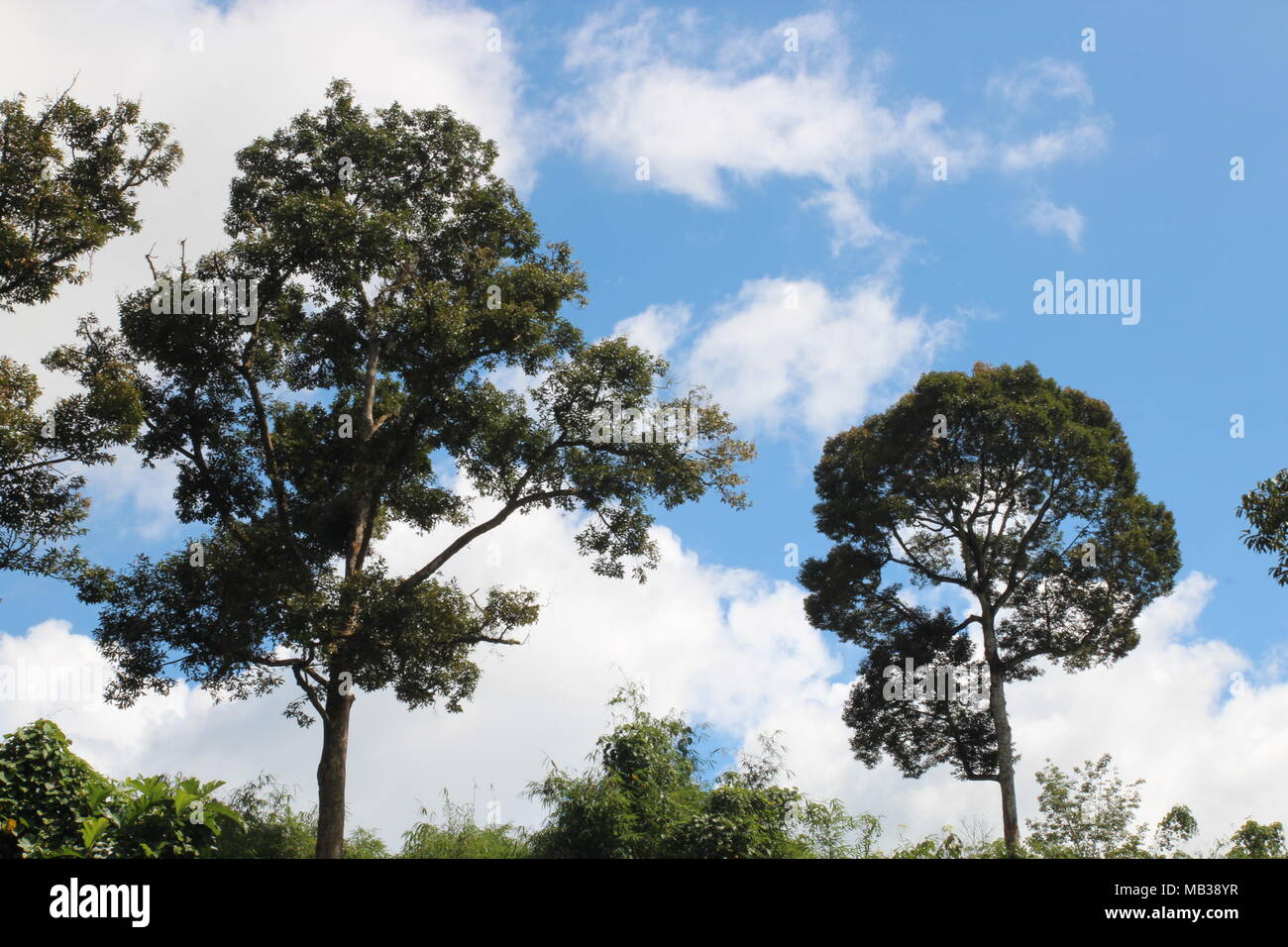 Arbre durian Banque de photographies et d’images à haute résolution - Alamy