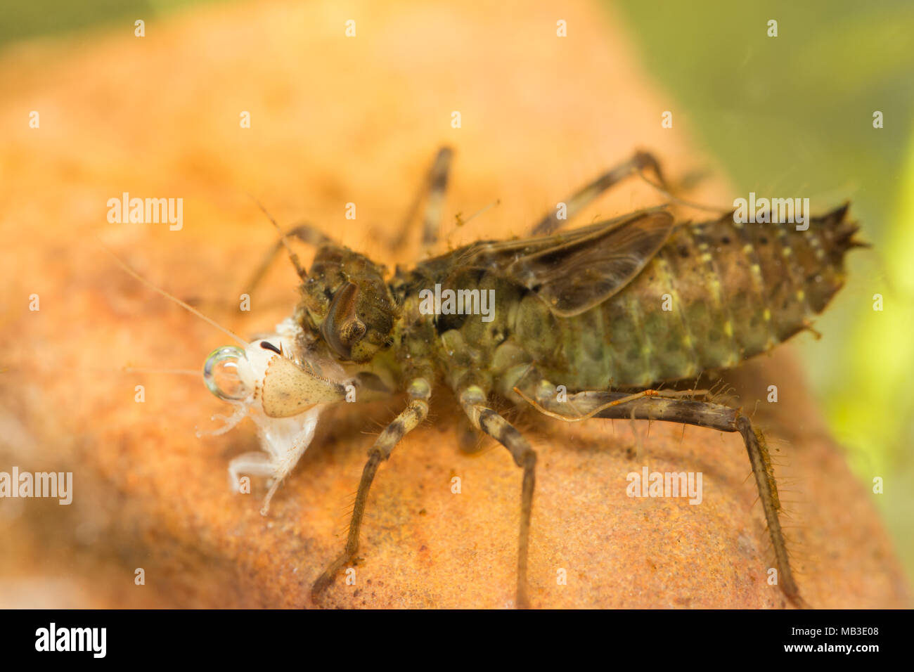 Larves de libellules Banque de photographies et d’images à haute ...