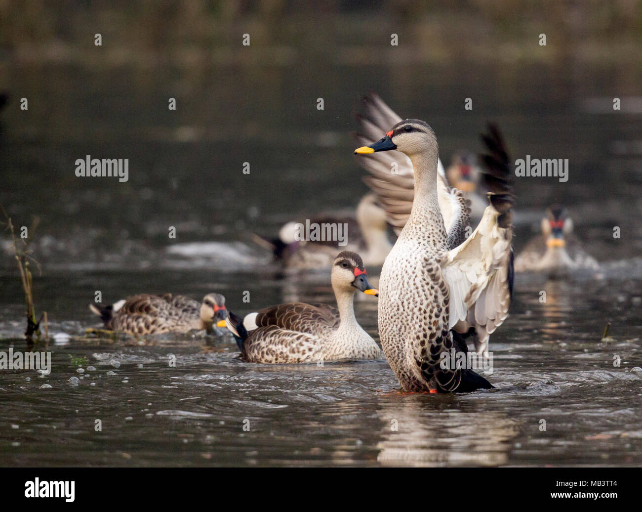 Canards barboteurs et plongeurs Banque de photographies et d’images à ...