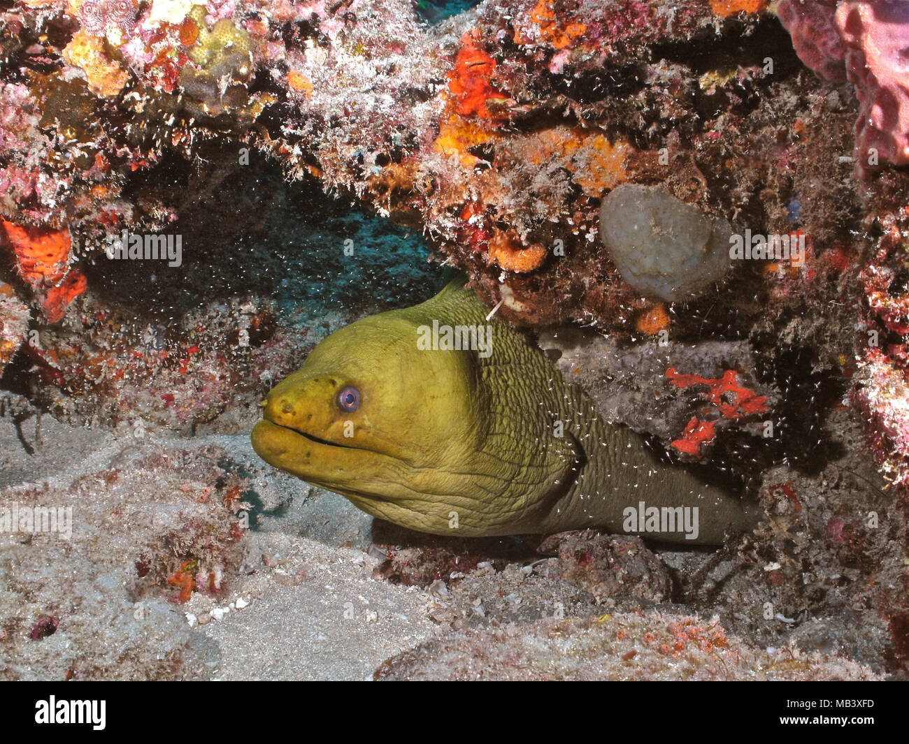 Scuba diver green moray eel Banque de photographies et d’images à haute ...
