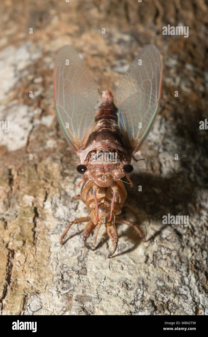 Mue insectes Banque de photographies et d’images à haute résolution - Alamy