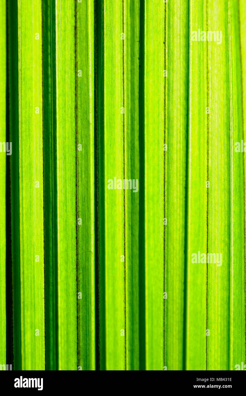 Gros plans de feuilles Banque de photographies et d’images à haute ...