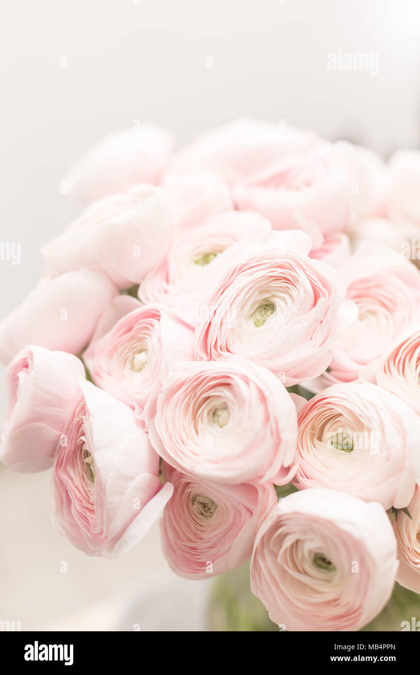 Renoncule de Perse. Bouquet de renoncules roses fleurs fond clair. Fond ...
