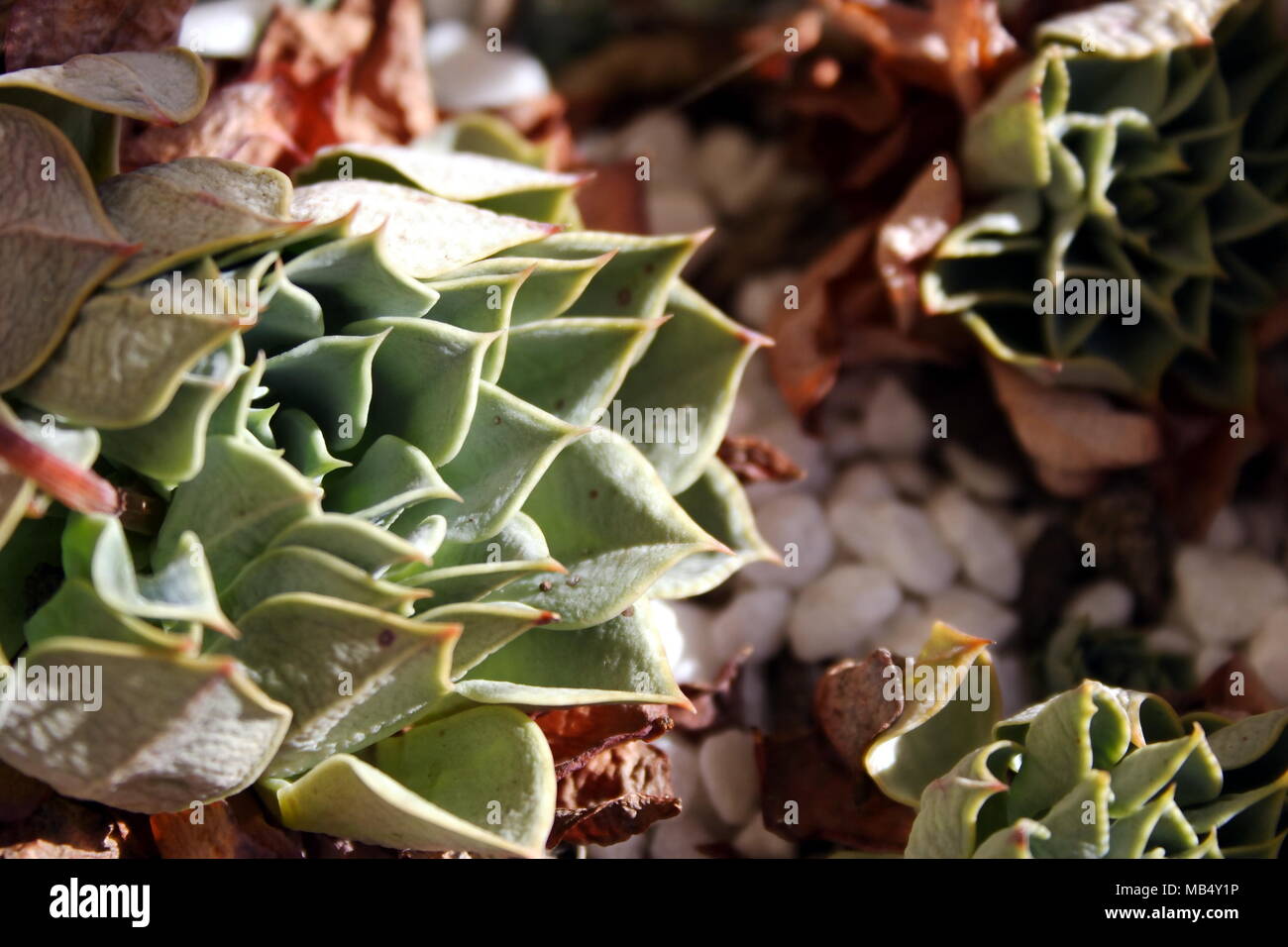 Echeveria glauca Banque de photographies et d’images à haute résolution - Alamy