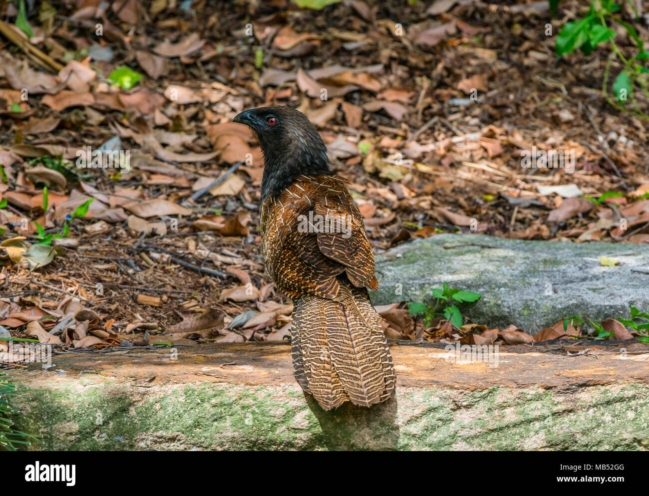 Faisans corbeau Banque de photographies et d’images à haute résolution ...